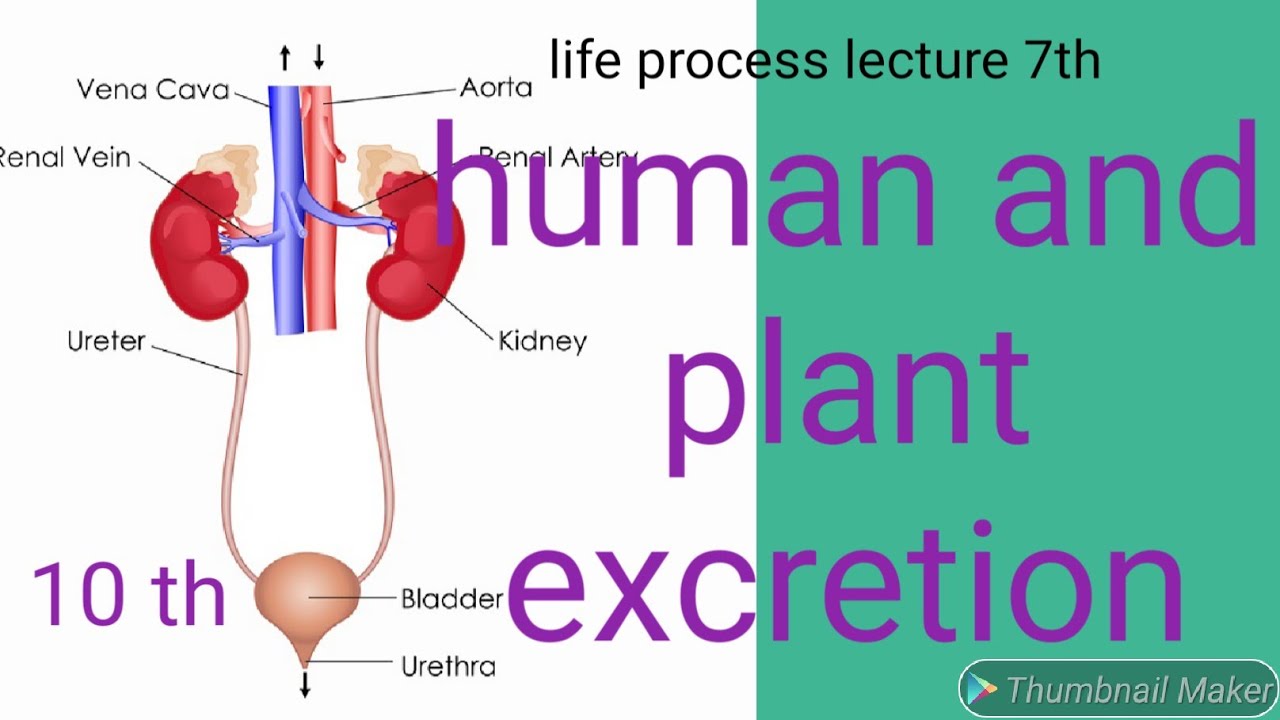 Life process lecture 7th excretion - YouTube