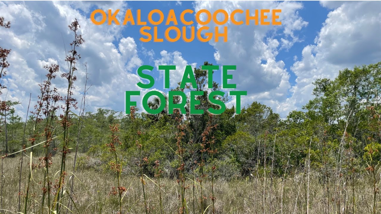 Ok Slough State Forest - YouTube