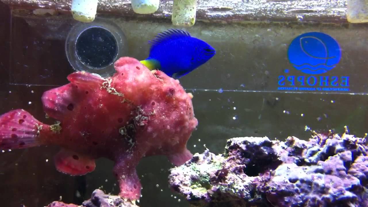 Angler fish Lenny round 2 - YouTube