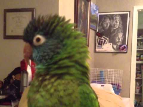 Excited Blue Crown Conure - YouTube