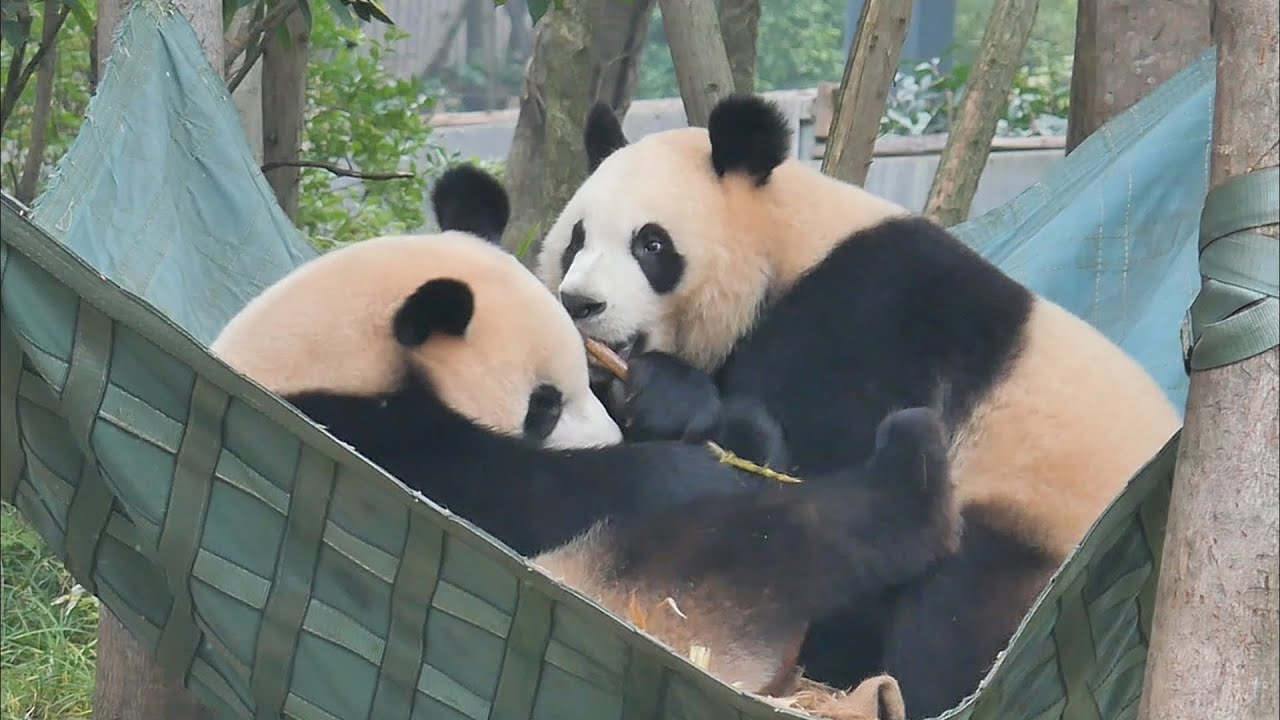 10.25 Run Yue to Ai Jiu: the best sisters share everything - YouTube