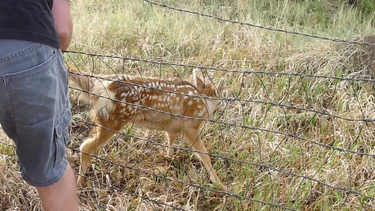 Fawn Deer Caught in Fence. Colorado - YouTube