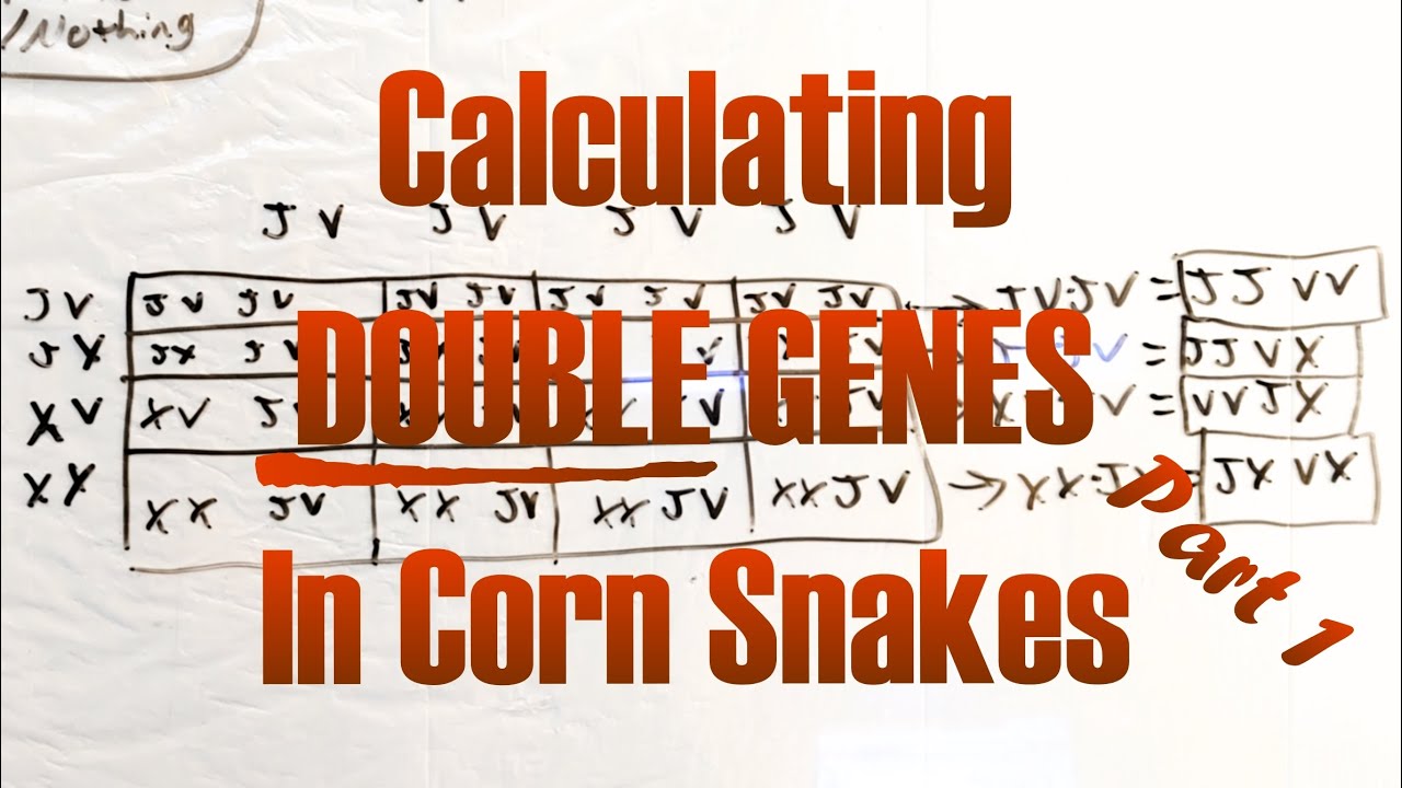 DOUBLE genes in Corn Snakes Part 1 | Corn Snake Genetics #7(Updated ...