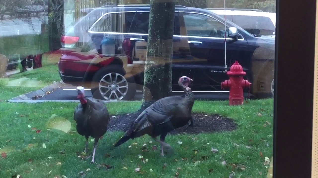 Animalsdt wild turkeys walking in circles in front of yard - YouTube