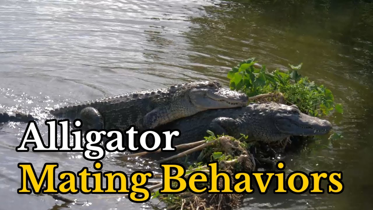 Surprising Facts about Alligators’ Mating Behaviors | Real Mating ...