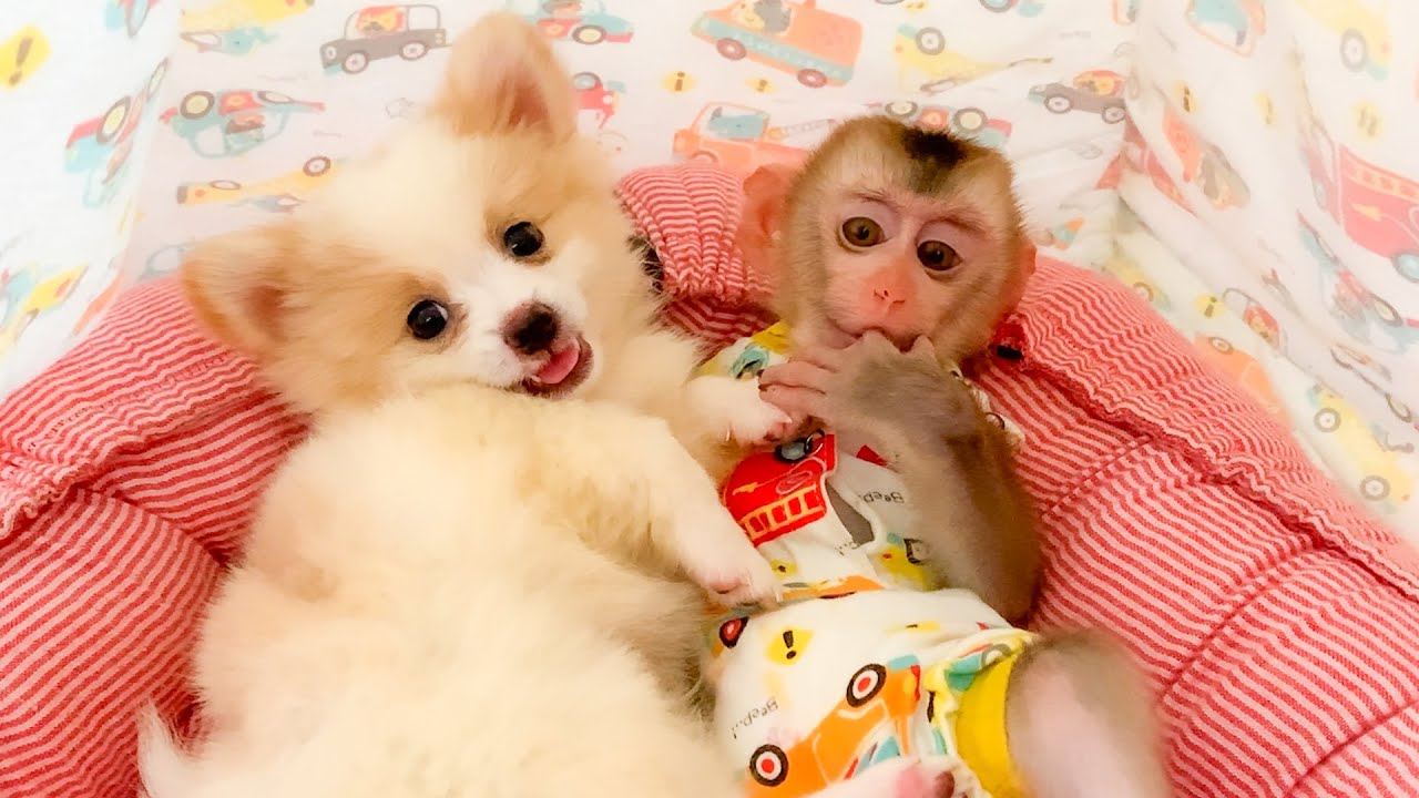 So cute! Monkey Puka takes the fruit to feed the puppy - YouTube