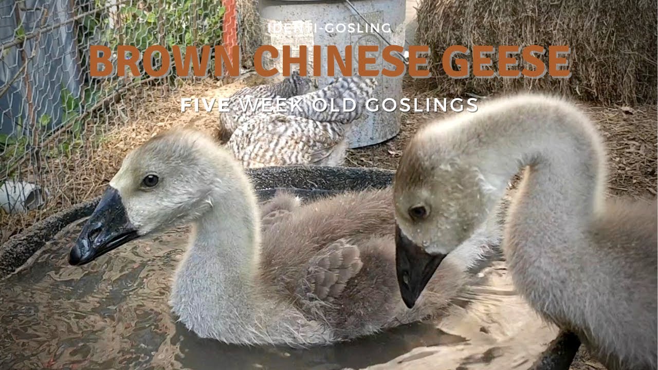 Brown Chinese Geese: 5-Week-Old Goslings - YouTube