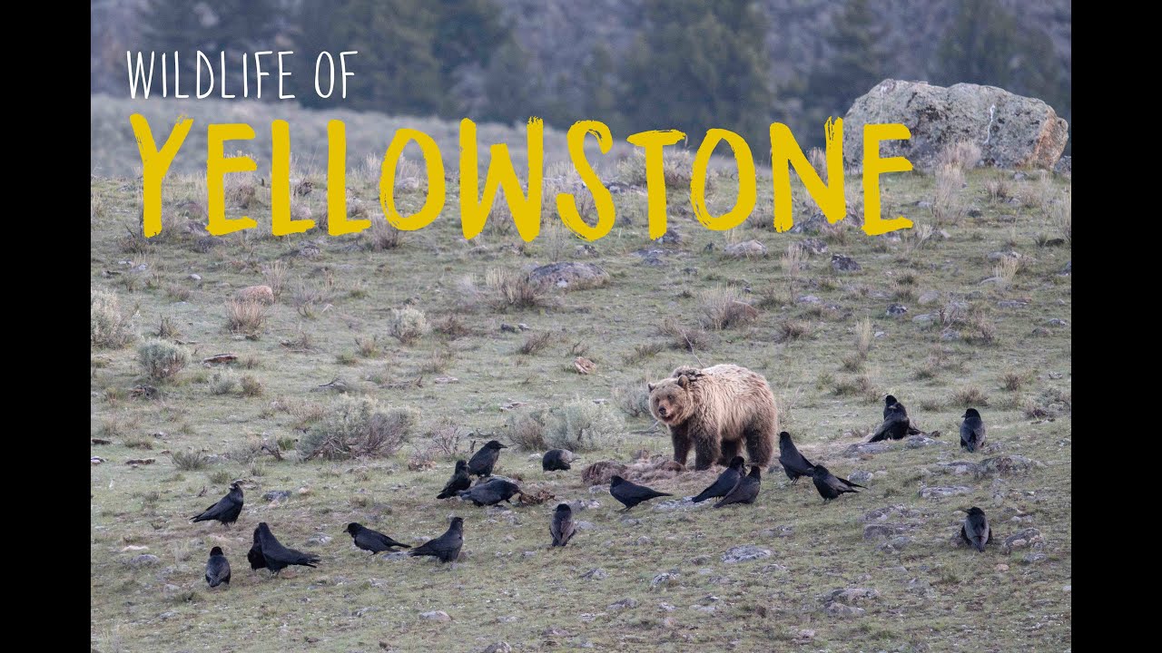 Wildlife of Yellowstone - YouTube