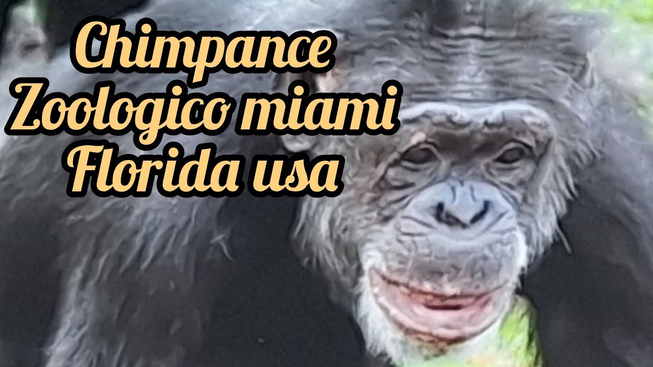 chimpancé, zoológico de miami florida estados unidos de América # ...