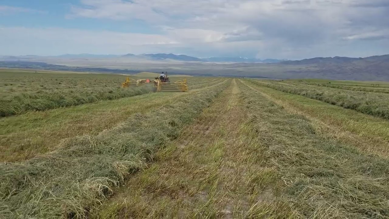 Raking 1st cutting sainfoin, 4 tons per acre - YouTube