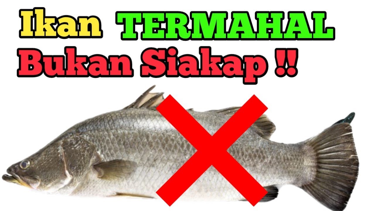 5 Ikan termahal di Malaysia - YouTube