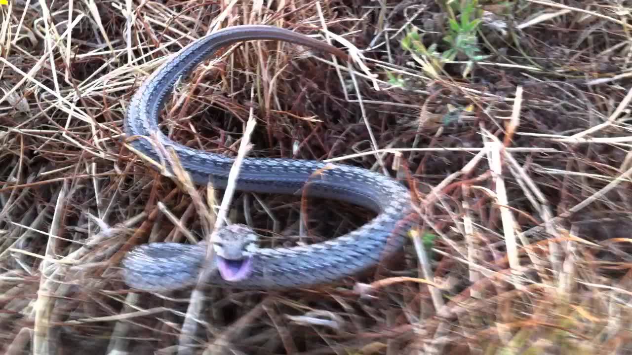 Culebra Chilena, Tachymenis Chilensis - YouTube
