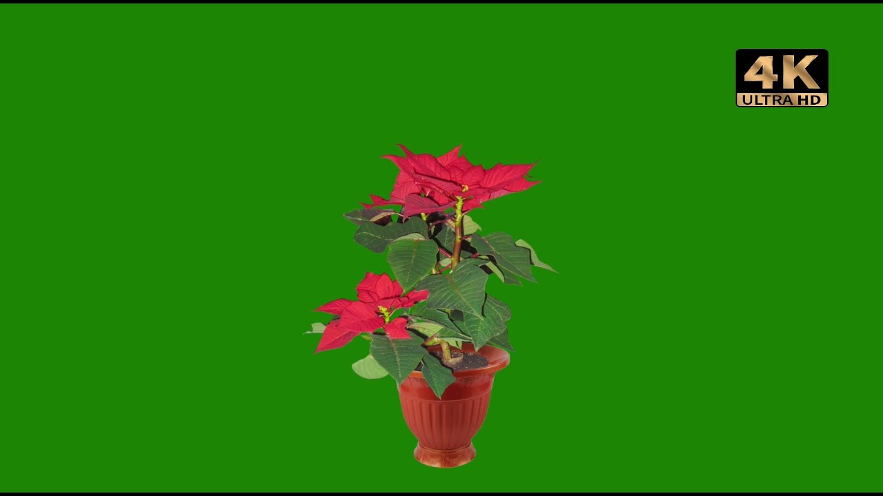 flower pot green screen | 4k video free - YouTube