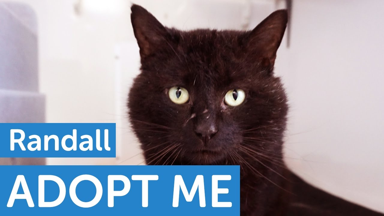 Adopt Randall | Cats | The Mayhew - YouTube