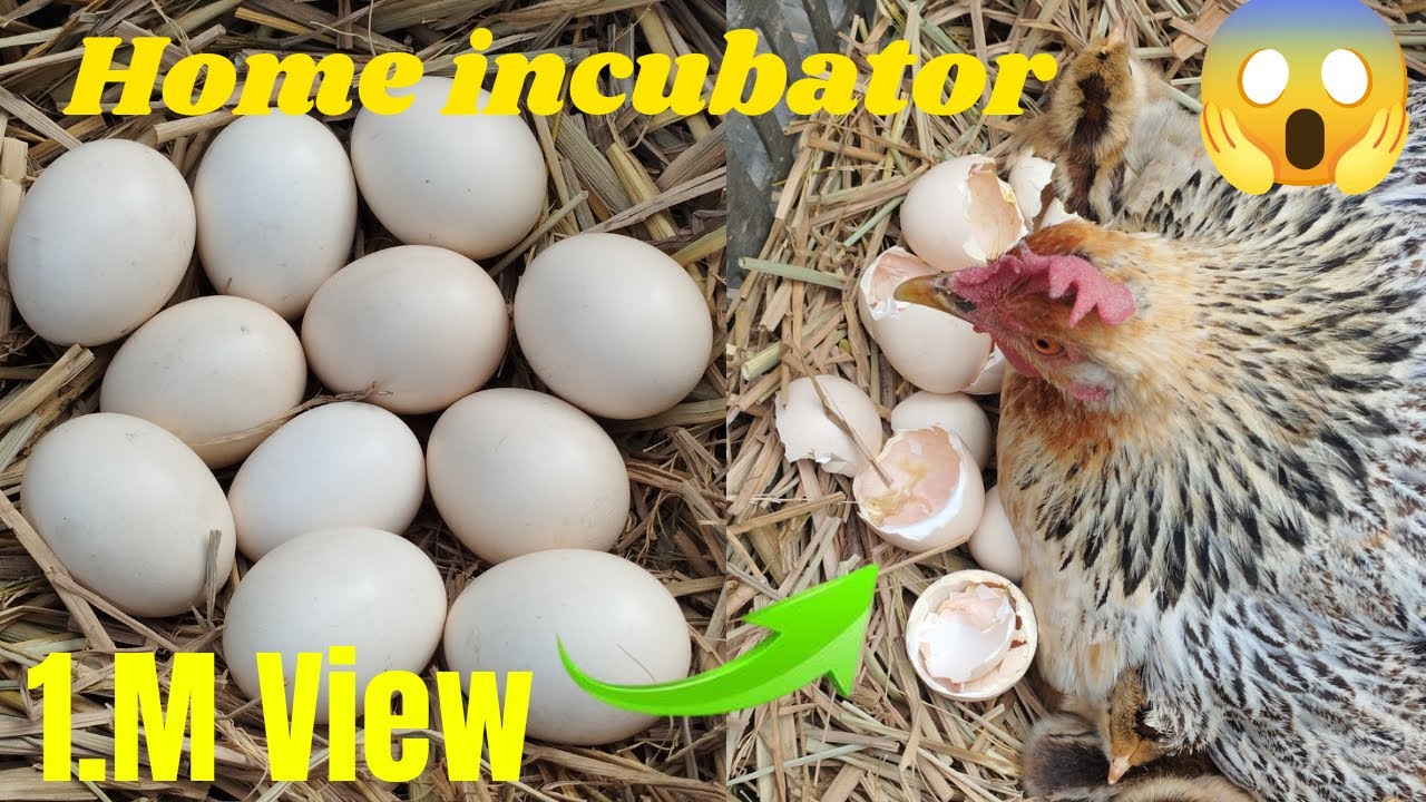 Hen Hatching 15 Chicken Eggs - Hen Hatch 15 Egg Naturally - YouTube