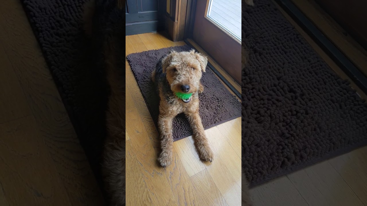 Welsh Terrier good morning - YouTube