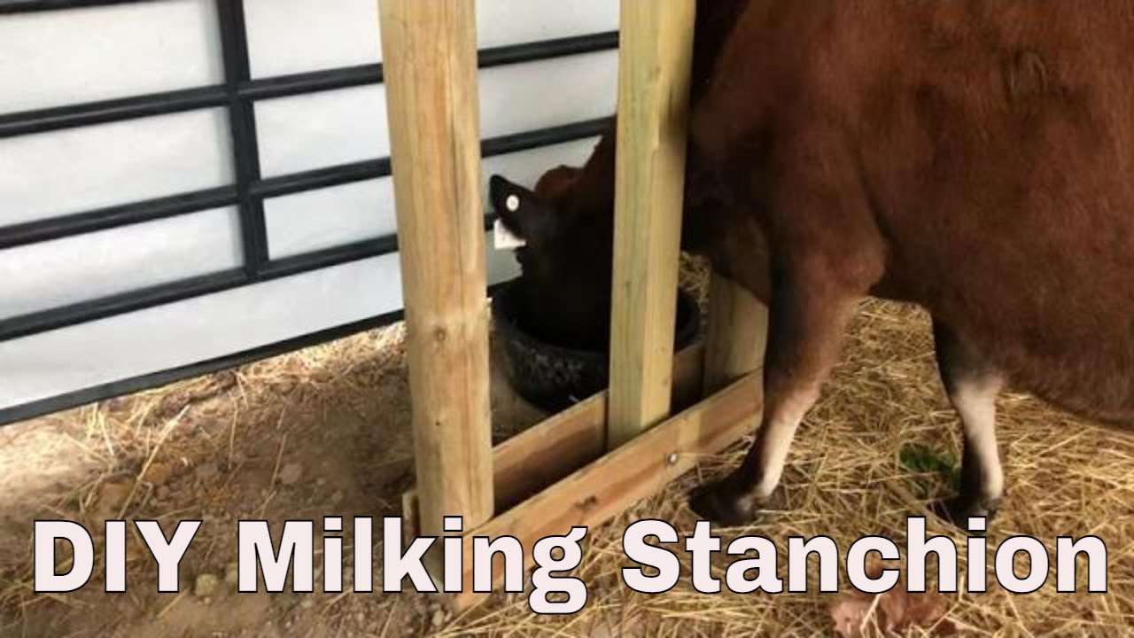 DIY Milking Stanchion | Family Milk Cow - YouTube