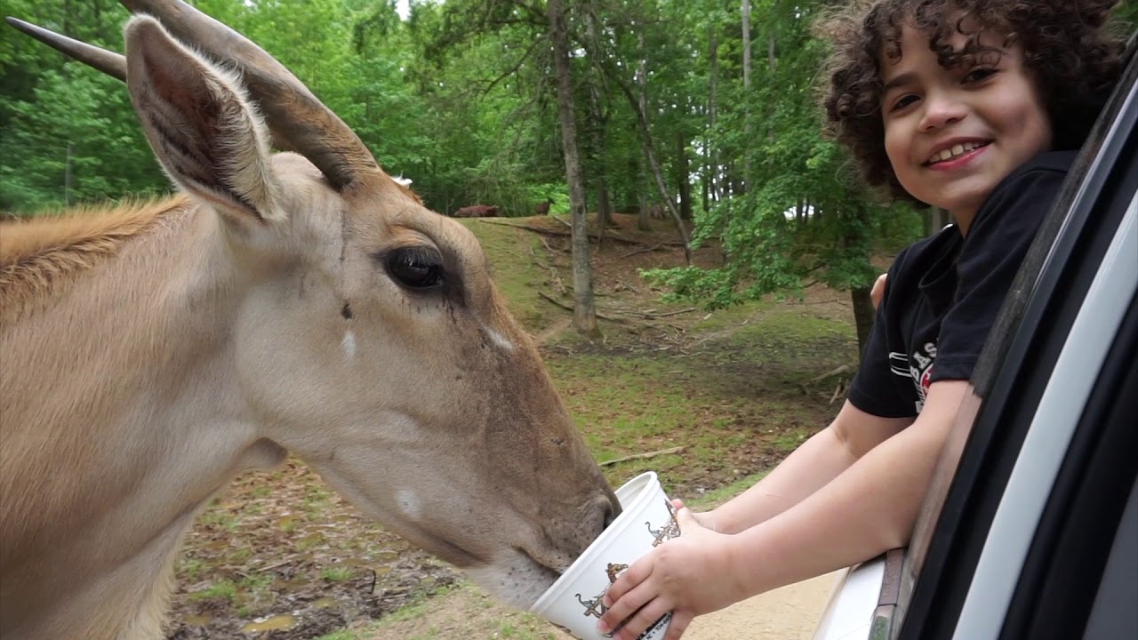 WE WENT TO A DRIVE THROUGH ZOO!! - YouTube