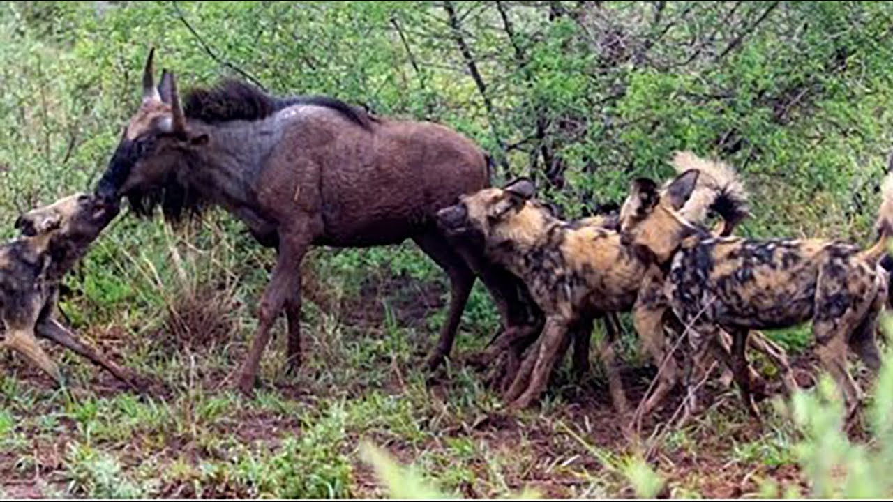 When Fierce Wild Dog Hunts the Wrong Prey! Look What Happens! Sahi ...