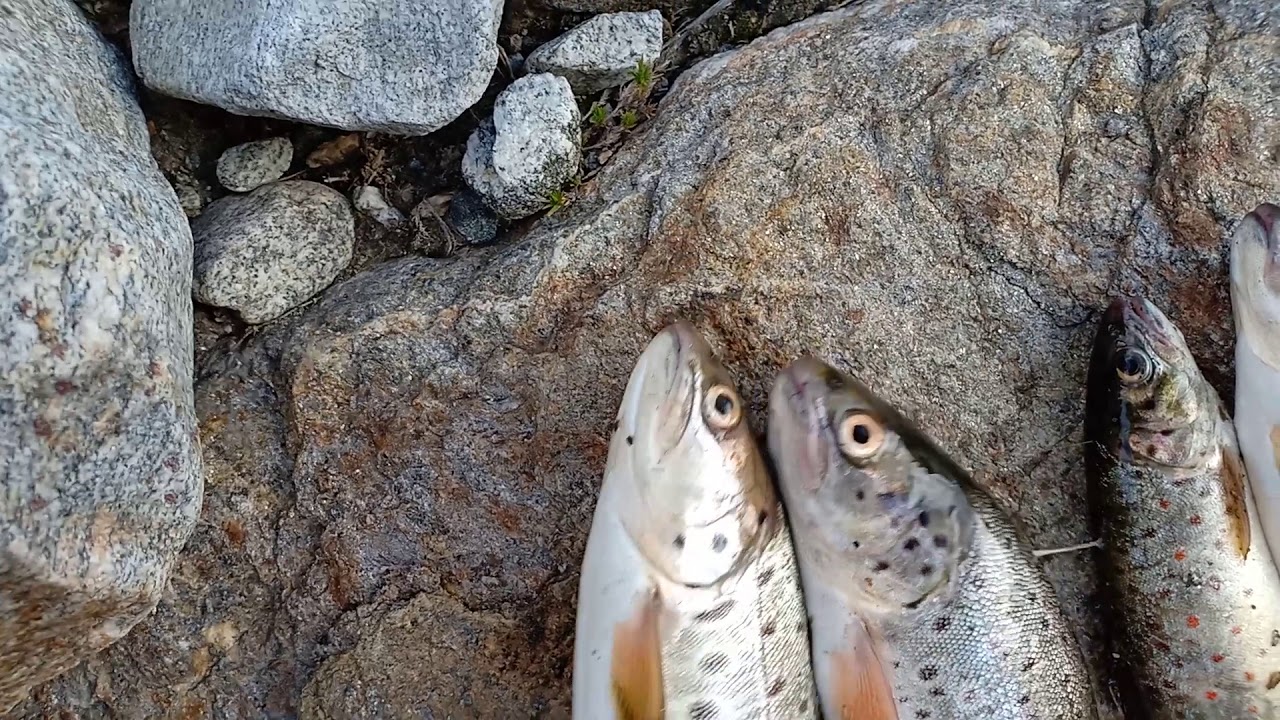 Rainbow Trout fishing in Pakistan - YouTube