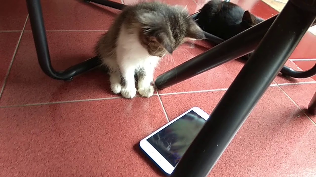 💥KUCING LUCU BISA JUGA NONTON HP🤣🤣😁👍 - YouTube