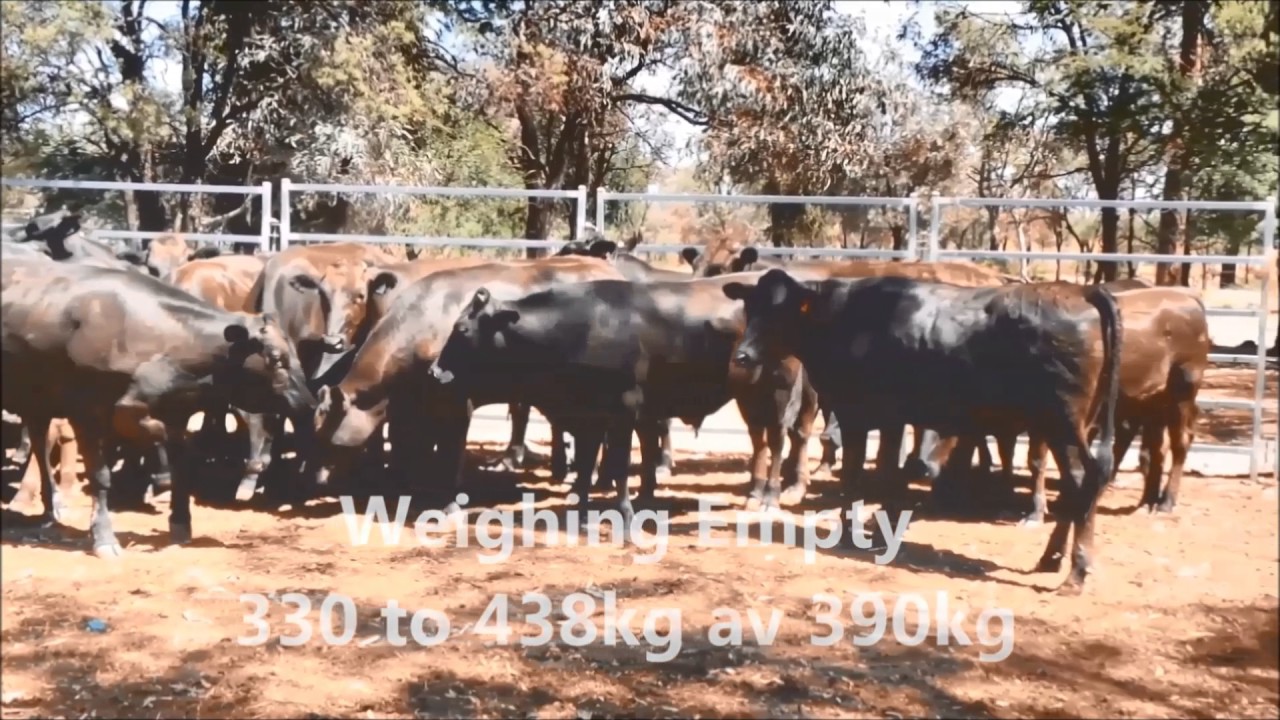 30 Quality F1 Wagyu Brangus cross 389kg Steers - YouTube