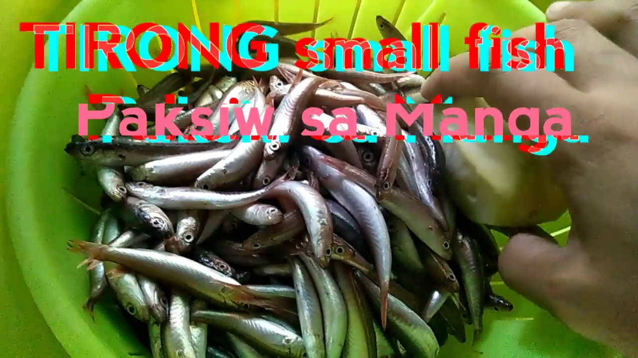 How to cook TIRONG (small fish) Paksiw sa Manga. - YouTube