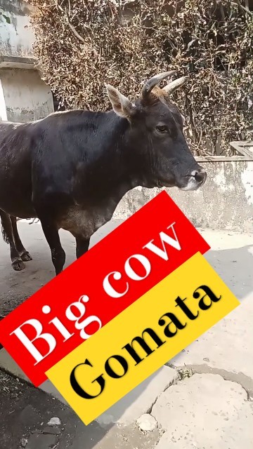 Gomata#cow #animals#nature - YouTube