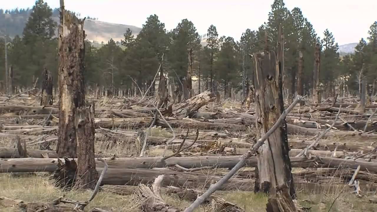 BBC Documentary || Documentary on Forests Under Fire Wildfire 1080p ...