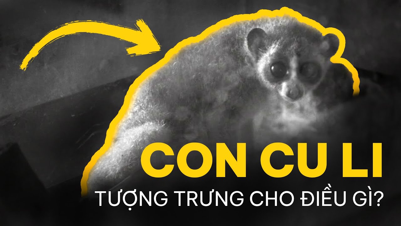 HÀ NỘI và những THẾ HỆ LỆCH NHỊP — CU LI KHÔNG BAO GIỜ KHÓC - YouTube