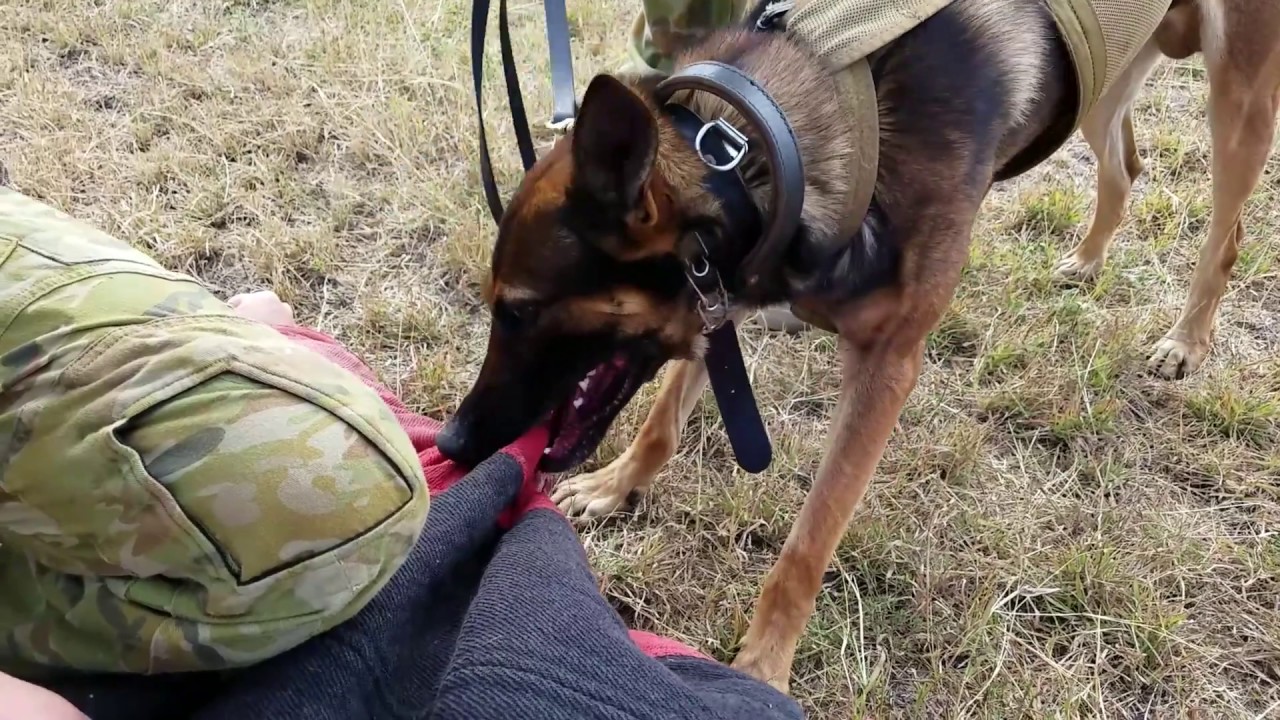Australian Military Police Dogs Train - YouTube