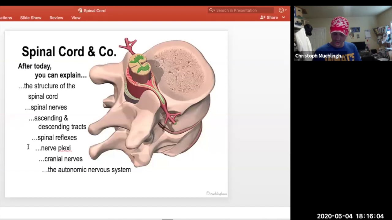 Integration Spinal Cord w/BrainQuiz - YouTube