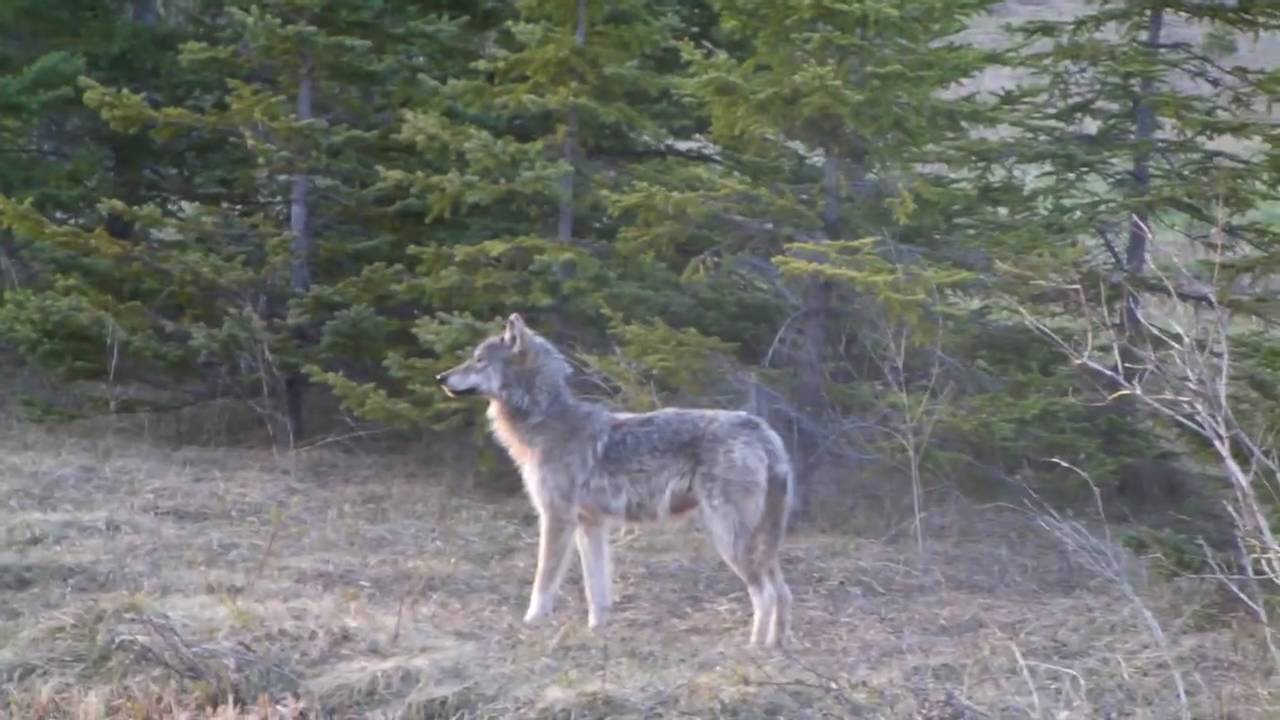 Wolf Man Near Bruce Crossing, MI - YouTube