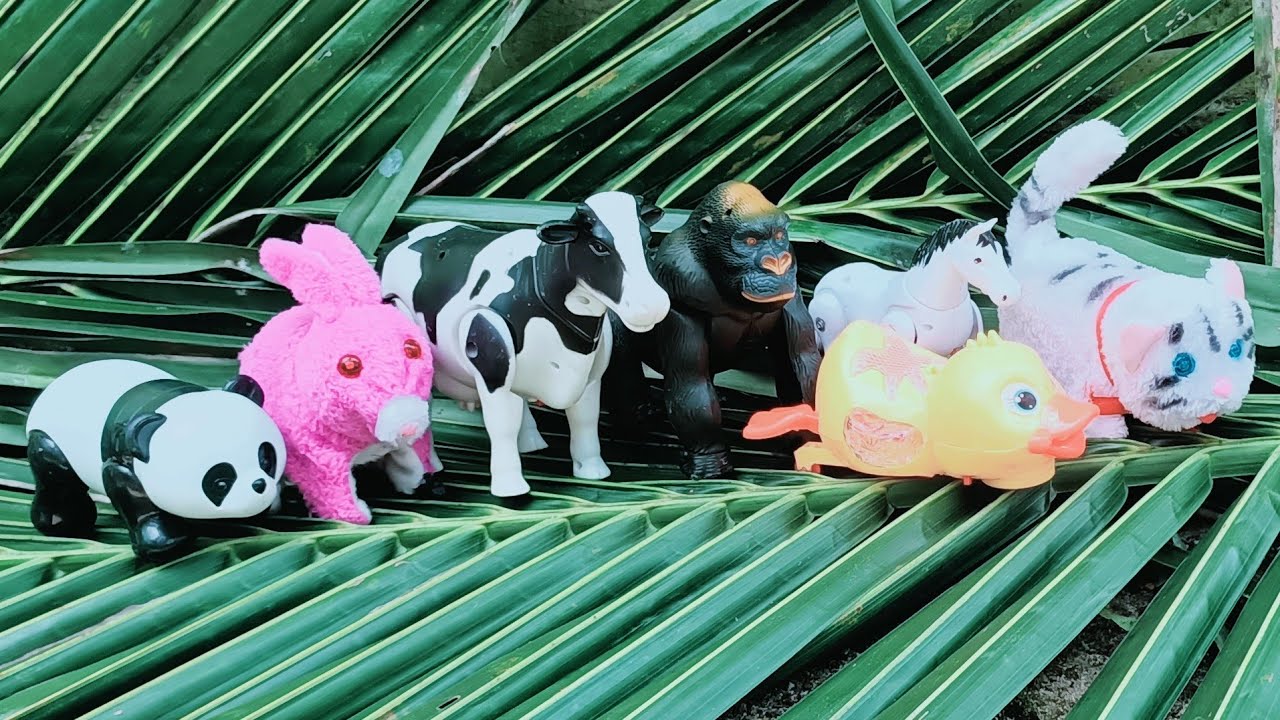 Mencari Mainan Kingkong Hidup, Sapi, Bebek, Kucing Anggora, Panda, Kuda ...