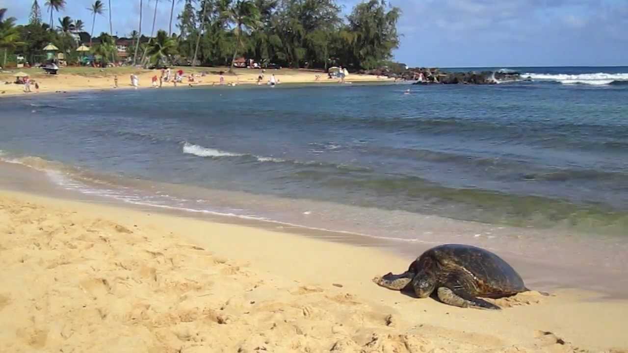 Hideaway Cove presents the nearby beaches of Poipu! - YouTube
