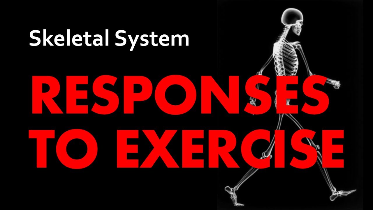 Responses to Exercise | Skeletal System 06 | Anatomy & Physiology - YouTube Responses to Exercise | Skeletal System 06 | Anatomy & Physiology - YouTube