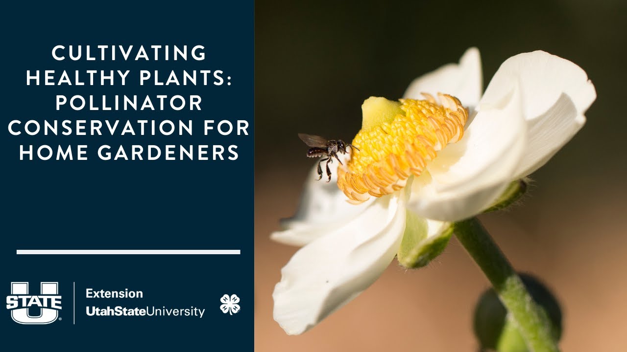 Cultivating Healthy Plants: Pollinator Conservation for Home Gardeners ...