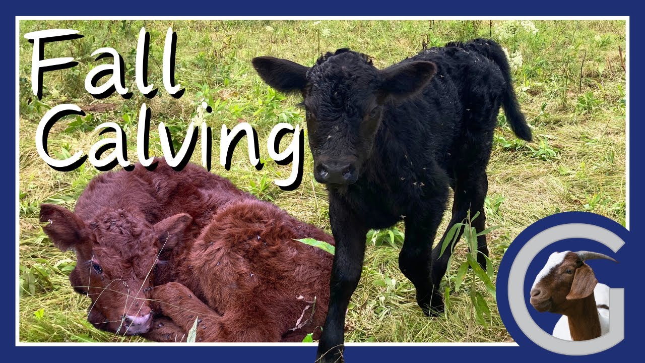 Fall Calving Begins! | Vlog 24 | Beating the Heat During Calving. Meat ...