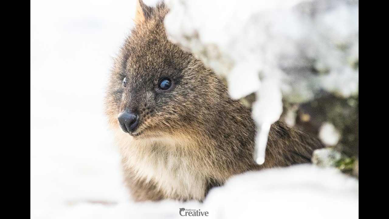 Quokka in the snow on Bluff Knoll / August 2018 - YouTube