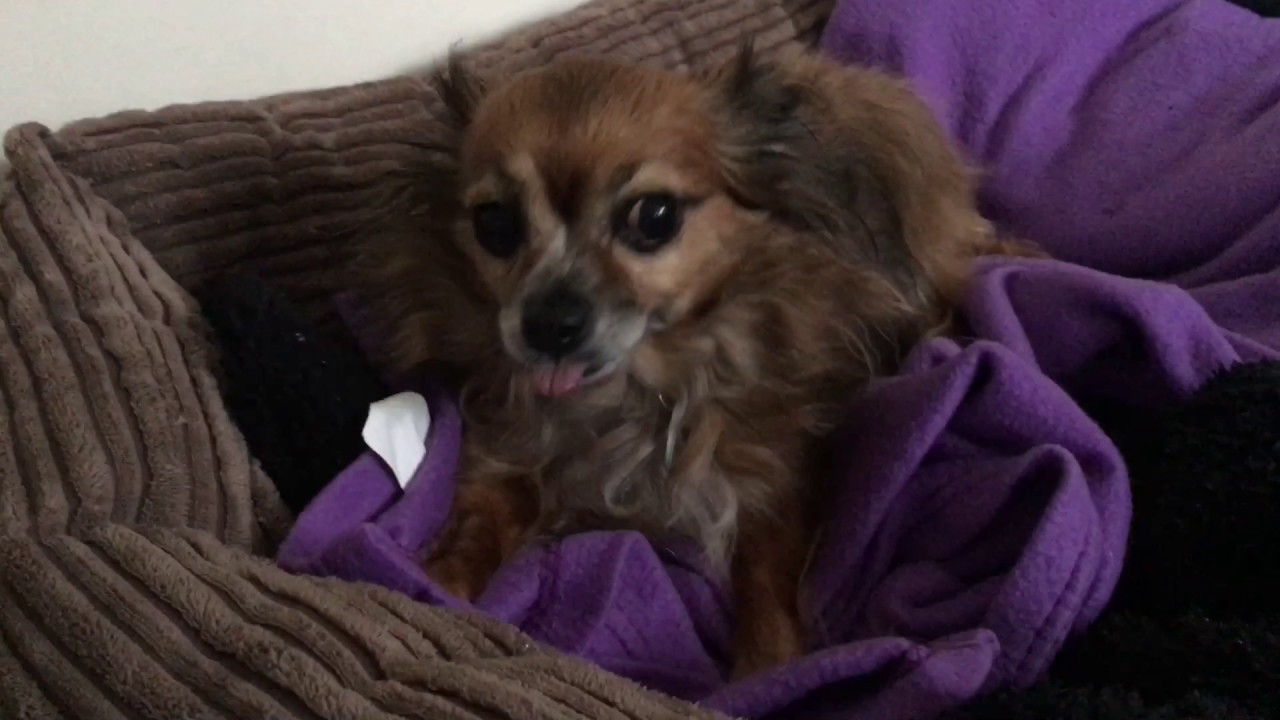 Adopt Ruby | Dogs | The Mayhew - YouTube