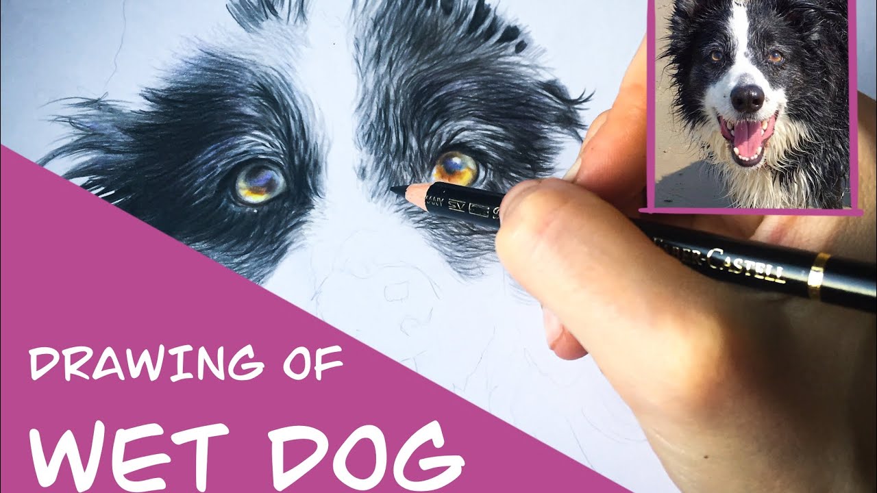 How to draw a wet dog PART I - YouTube