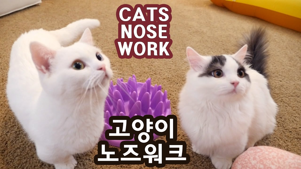 고양이 노즈워크 간식 꺼내기 CATS NOSE WORK - YouTube