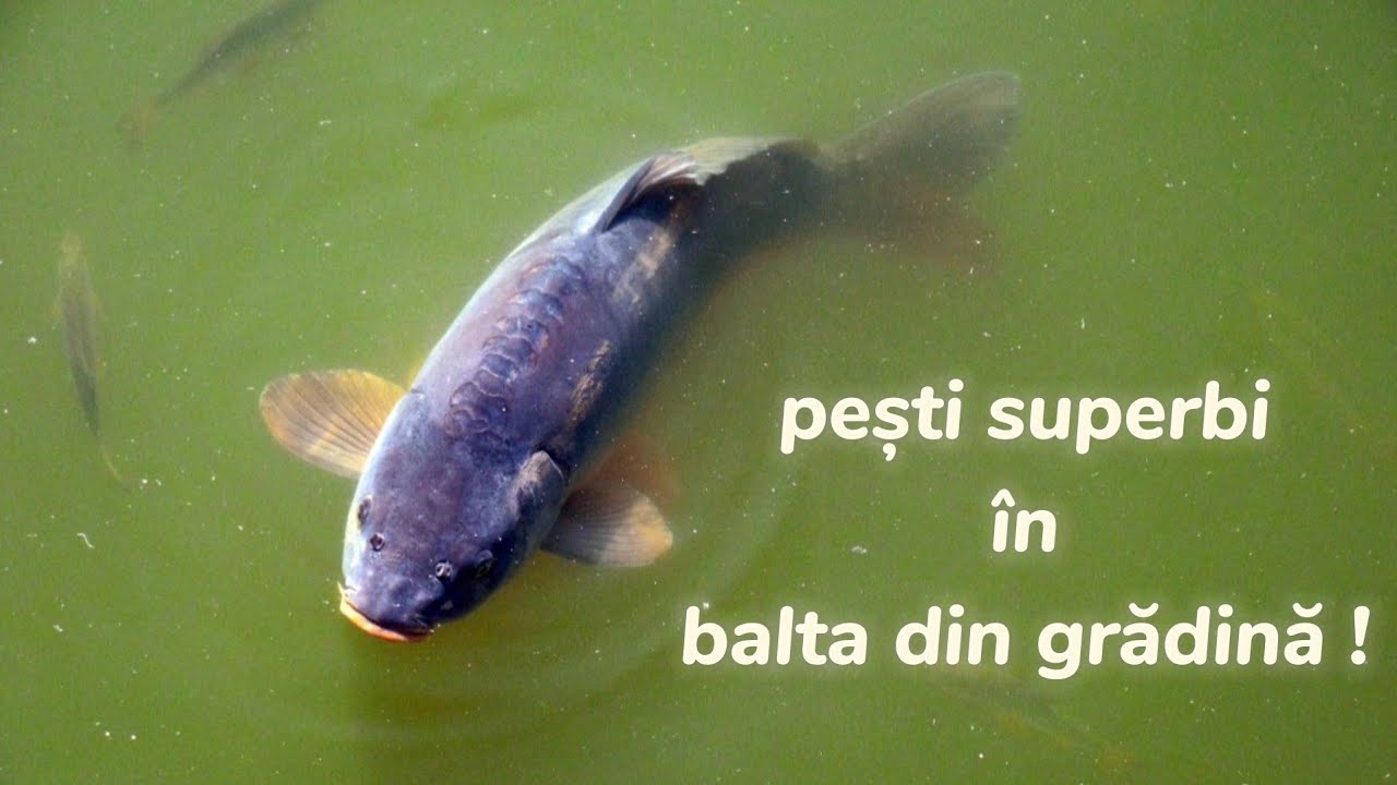 Sute - Mii de Pești live la pâine 🤩 , Crap Comun , Oglindă , koi ...