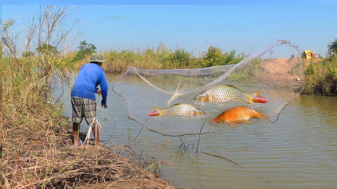 Amazing Cast Net Fishing In River, Unbelievable Fish Catching With Net ...