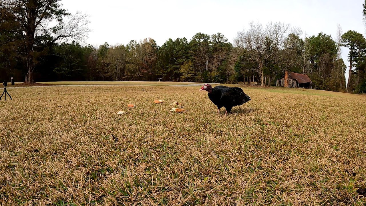 Turkey Vultures & Crows Keeping It Real - YouTube
