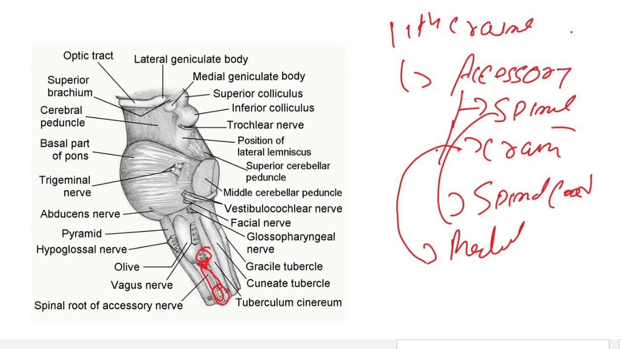 MEDULLA OBLONGATA ANATOMY I BRAINSTEM ANATOMY I NEUROANATOMY - YouTube