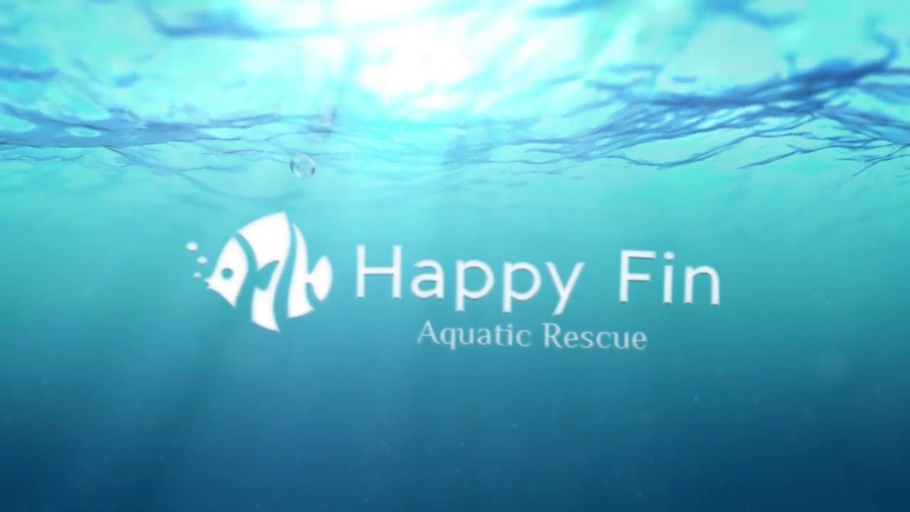 Happy Fin Video - YouTube