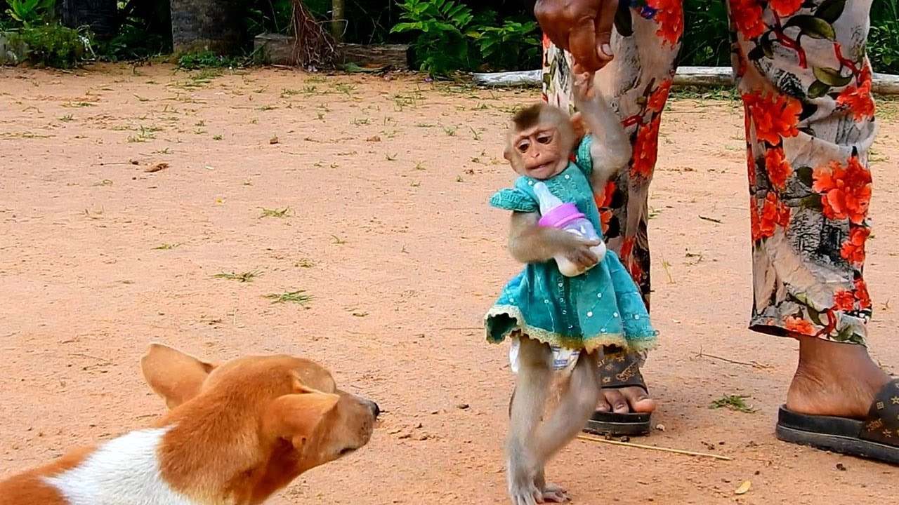 Elly is shy when she walk in front puppy - YouTube