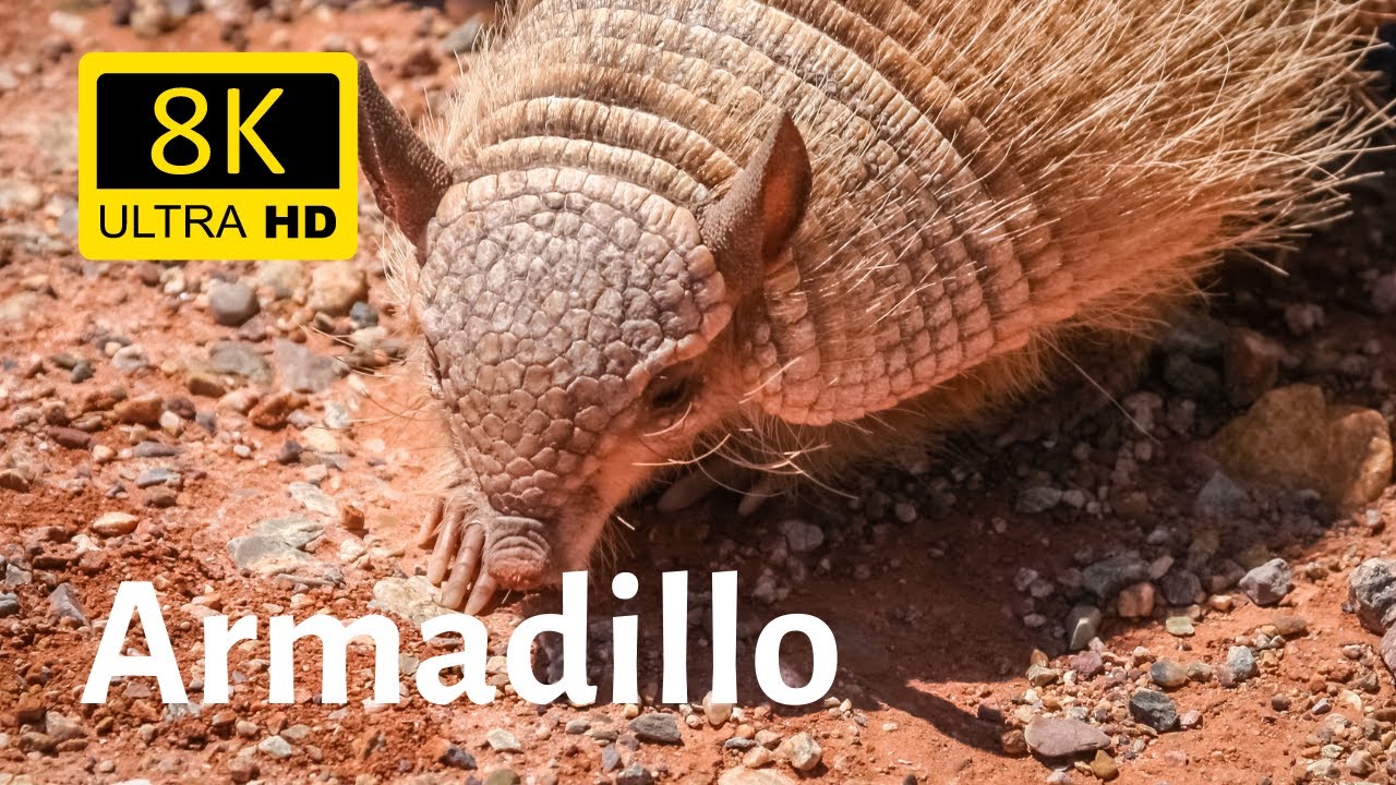 Impressive Close-ups of Armadillo 8K [Ultra HD] - YouTube
