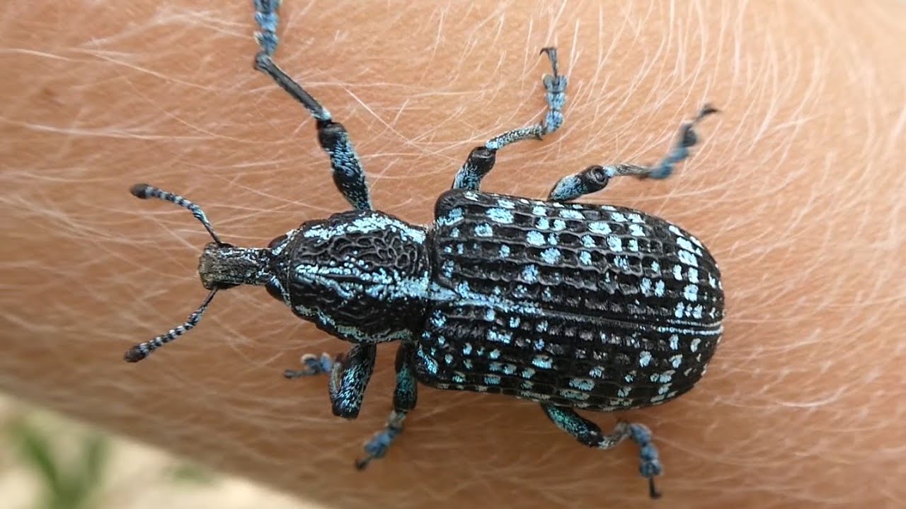 AwA Botany Bay Weevils (Chrysolopus spectabilis) - YouTube
